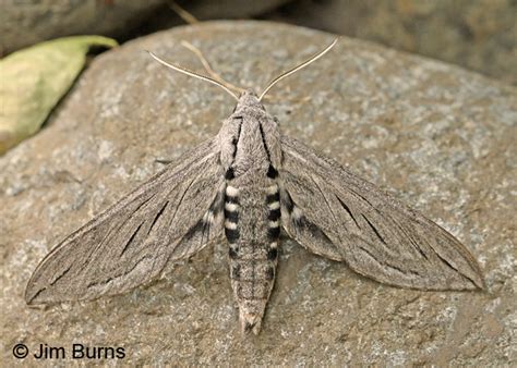 Great Ash Sphinx Moth