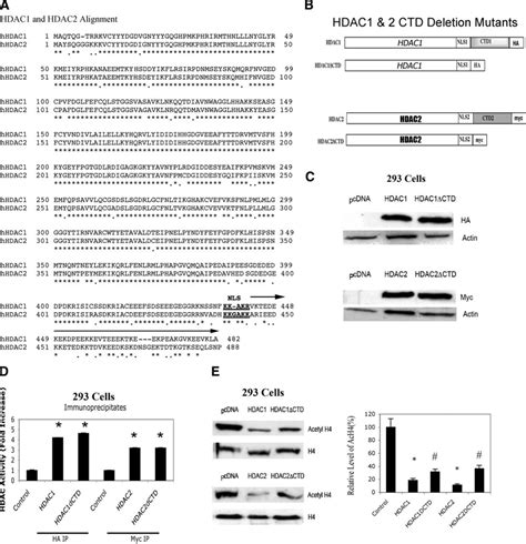Deletion Of The Carboxy Terminal Domains Of Hdac1 And Hdac2 Does Not