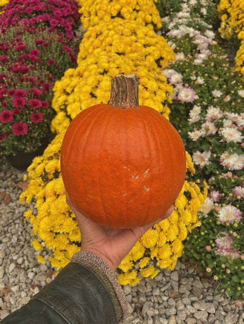 Pumpkin And Mums Pumpkin Pumpkin Patch Mum