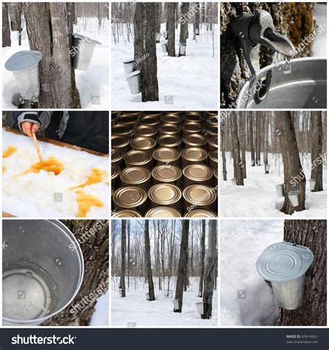 Maple Syrup Buckets Weeping Woods At Audrey Stier Blog