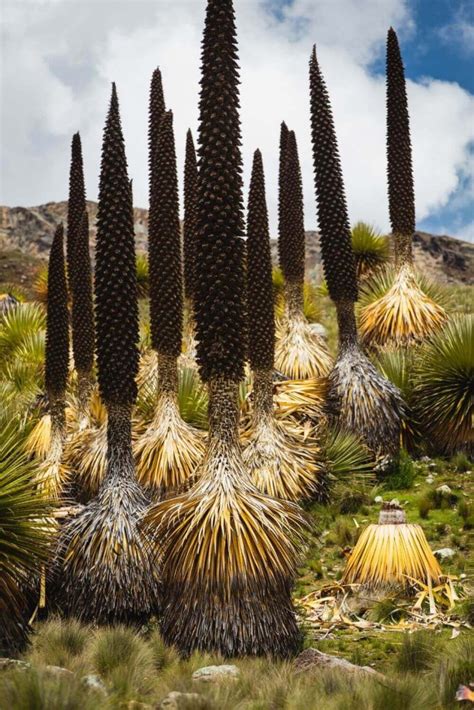 Puya Raimondii The Flower Spike Thats “queen Of The Andes”