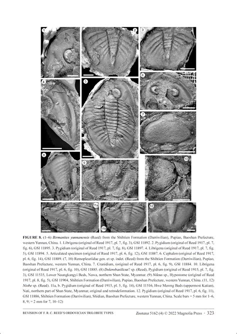 Ordovician Trilobite Id Fossil Id The Fossil Forum