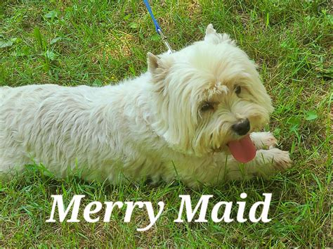 C Lou S Merry Maid Adopted C Lou Puppies
