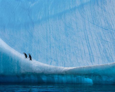 Paul Nicklen Photography Eisele Gallery