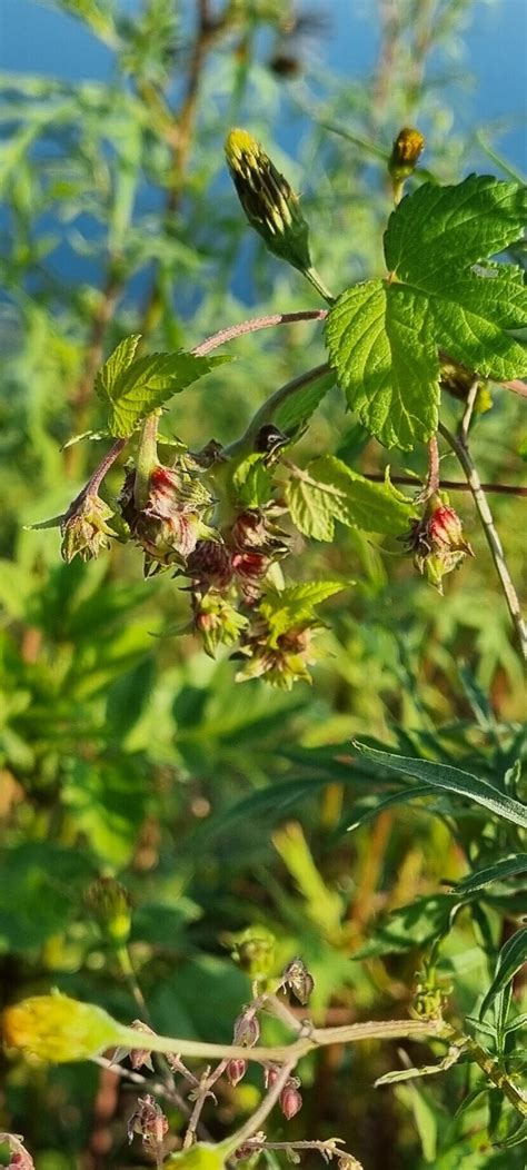 환삼덩굴 자연풍경 캐시피드