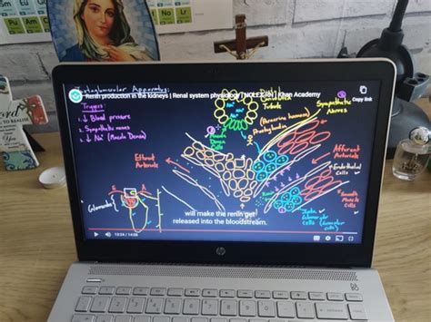 Brs Adrenal Gland Flashcards Quizlet