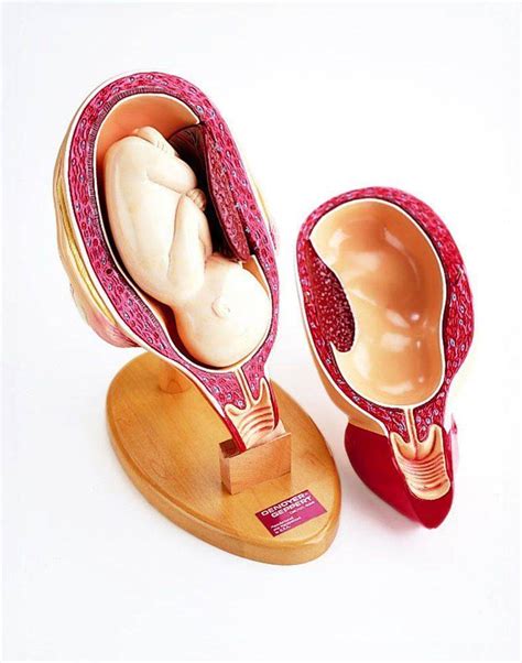 Anatomy Model Torso Pregnancy Insert 3rd Trimester