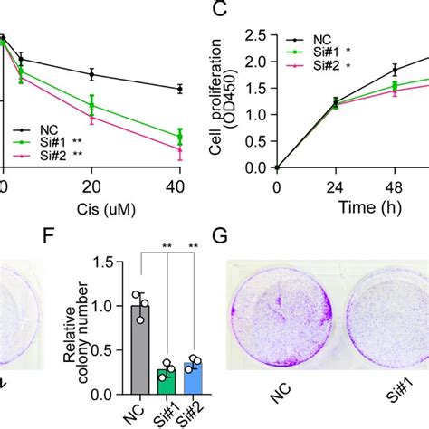 Mt3 Is Crucial For The Cis Resistance Of Oscc Cells A B Cell