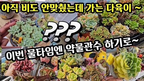 다육이 키우기 여름 끝자락이 쉽지 않네요 😂 속절없이 가는 다육이가 생겨요~🍀약물관수로 주려구요 ~😵‍💫 Youtube