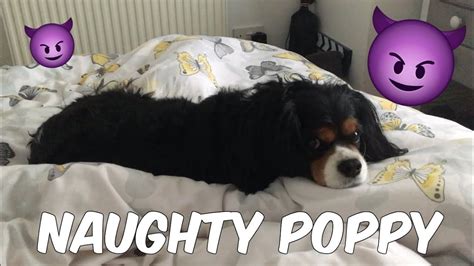 Naughty Poppy Youtube