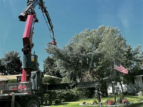 Tree Trimming Service Clean Cuts Trees