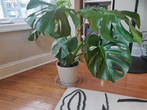 Long Stringy Algae Was Not There Yesterday Tank Isnt Stocked Yet Could Be An Issue R Aquascape