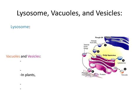 Cell Structure And Function Ppt Download