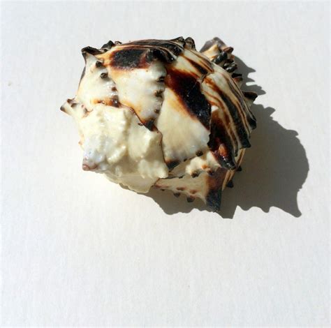 Black Murex Small Sea Shell 3 4 Coastal Decor Air Etsy