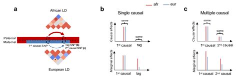 Induced Heterogeneities In Marginal Effects Across Local Ancestries Download Scientific