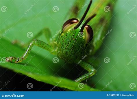 Grasshopper Face Stock Image Image Of Grass Nature 15465231
