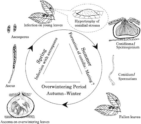 A Synopsis Of The Life Cycle Of Polystigma Fulvum On Prunus Ssiori