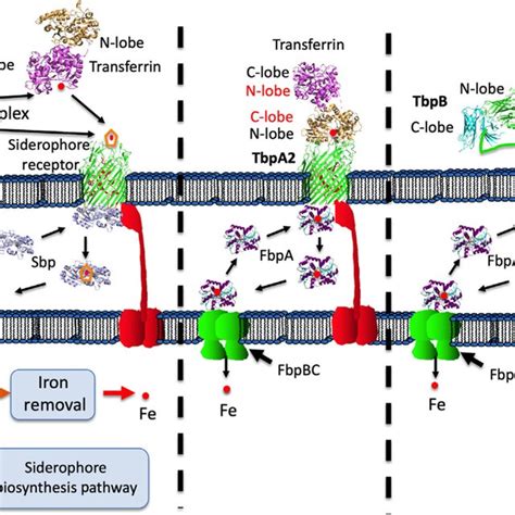 Evolution Of Systems In Gram Negative Bacteria Capable Of Iron
