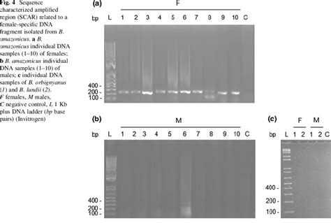 Sequence Characterized Amplified Region Scar Related To A