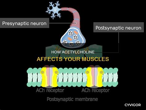 How Acetylcholine Affects Your Muscles Cyvigor