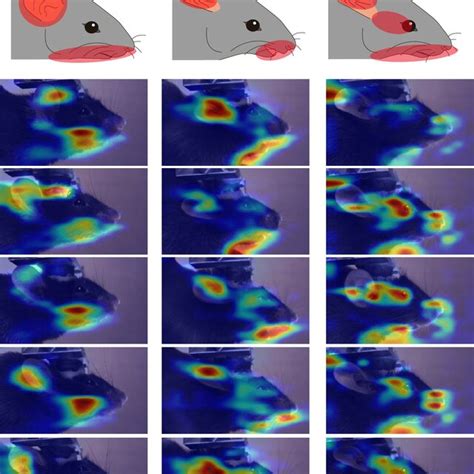 Mapping Of The Regions Where Our Squeezenet Based Model Focused On Download Scientific Diagram