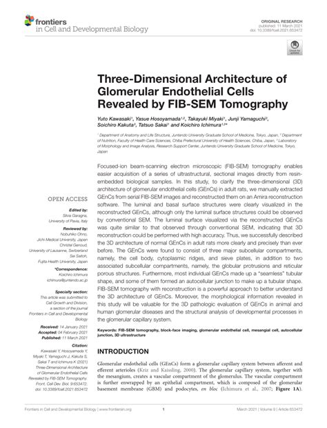Pdf Three Dimensional Architecture Of Glomerular Endothelial Cells