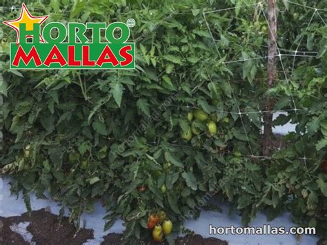 Tomato Netting 1 Hortomallas™ Supporting Your Crops® Tomato Netting 1 Hortomallas™ Supporting Your Crops®