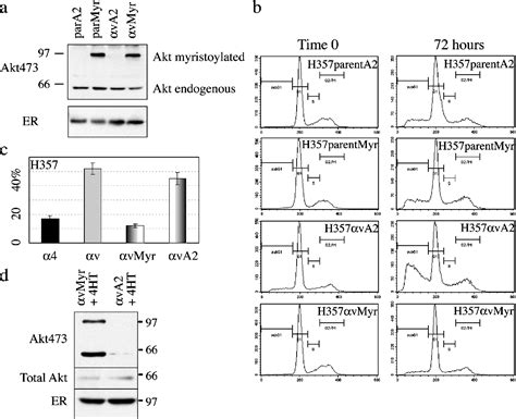 Figure 6 From Switch From αvβ5 To αvβ6 Integrin Expression Protects Squamous Cell Carcinomas
