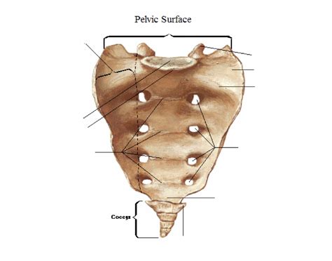 Pelvic Anterior Surface Sacrum Quiz