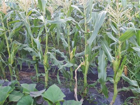 초당옥수수 재배법 씨앗 심고 수확 시기 3개월 네이버 블로그