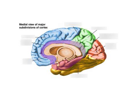 Cortex Diagram Quizlet