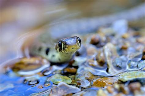 Barred Grass Snake Smithsonian Photo Contest Smithsonian Magazine
