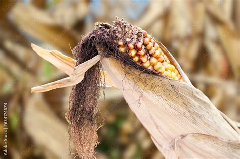 Corn Cobs Affected By A Fungal Disease Fusarium Fusarium Moniliforme