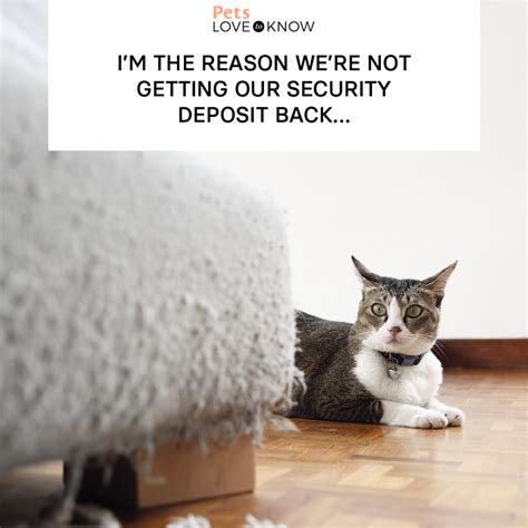 10 Naughty Cat Memes Hilarious Purr Petrators Caught LoveToKnow Pets