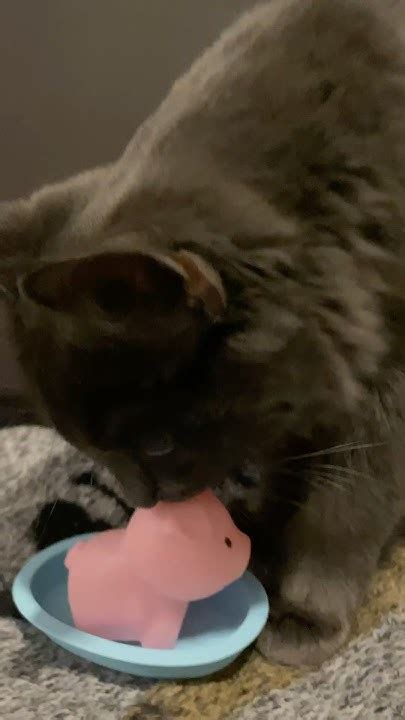 Котик ну как? Не невкусная хрюшка😽🫶 #cat - YouTube