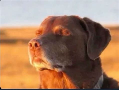 Handcuffs Breaking Meme Template Reaction Pictures Really Funny