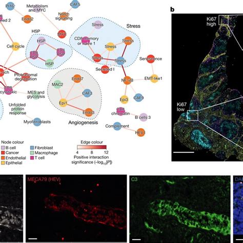 Correlations Between Mps Of Different Cell Types A Cytoscape Graph Of