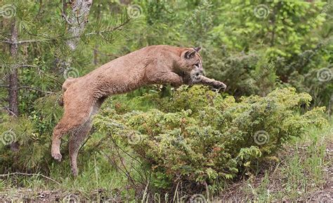 Cougar Jumping Stock Image Image Of West Mammal Cougar 41089687