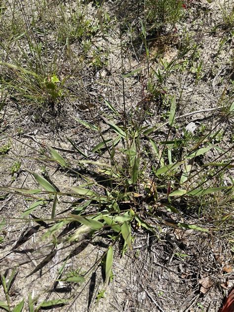 Round Fruited Rosette Panicgrass From Idylwild Wildlife Mgt Area