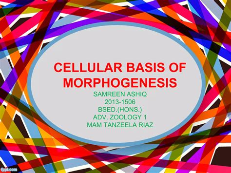 Morphogenesis Ppt