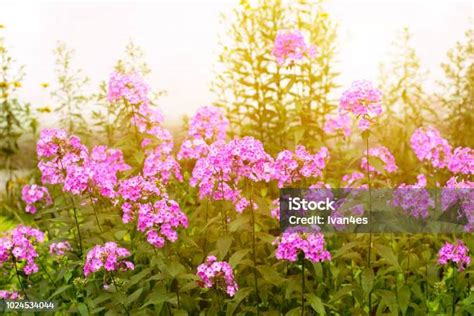 여름 꽃과 햇빛 톤 피 자연 일몰 배경 일몰 배경에 있는 아름 다운 코스모스 꽃 0명에 대한 스톡 사진 및 기타 이미지 0명 검은색 계절 Istock
