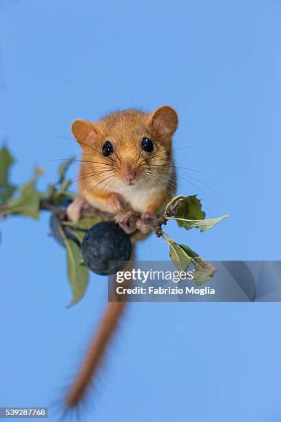 Hazel Doormice Photos And Premium High Res Pictures Getty Images