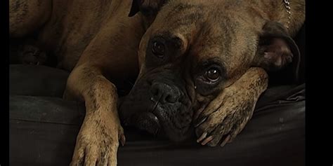 Gremixiin Videond Orsonch Stonks Osohgui Baih Ued R Gremix