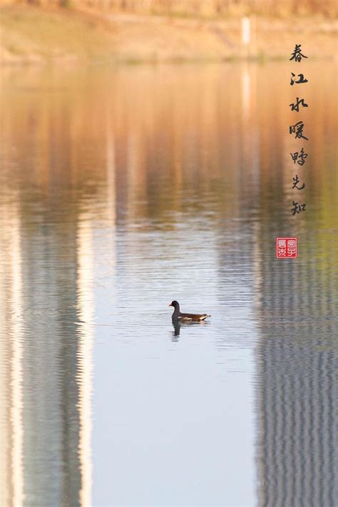 竹外桃花三两枝，春江水暖鸭先知。摄于龙子湖畔。 大河网