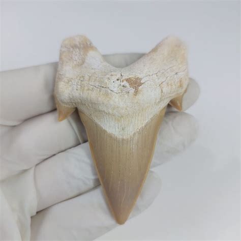 3 4 Top Otodus Obliquus Tooth Rare Teeth Megalodon Fossil Fossilpaleo