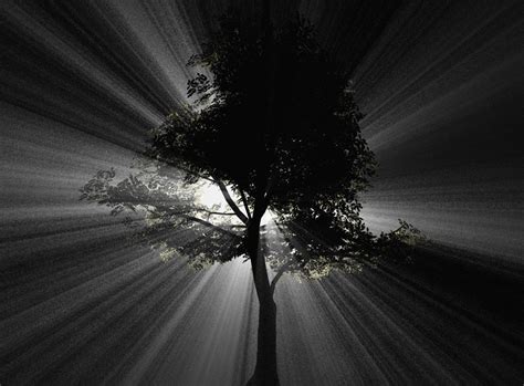 Light Behind Tree By Wesb2 On DeviantArt