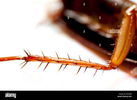 Parts Of Cockroach Leg At Rose Thyer Blog