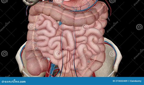 The Lower Gastrointestinal Gi Tract Is The Last Part Of The Digestive
