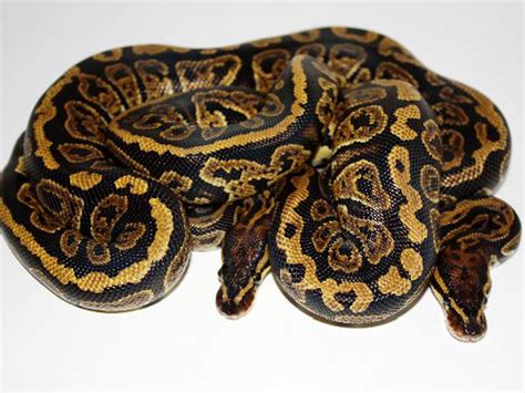 Morph List World Of Ball Pythons