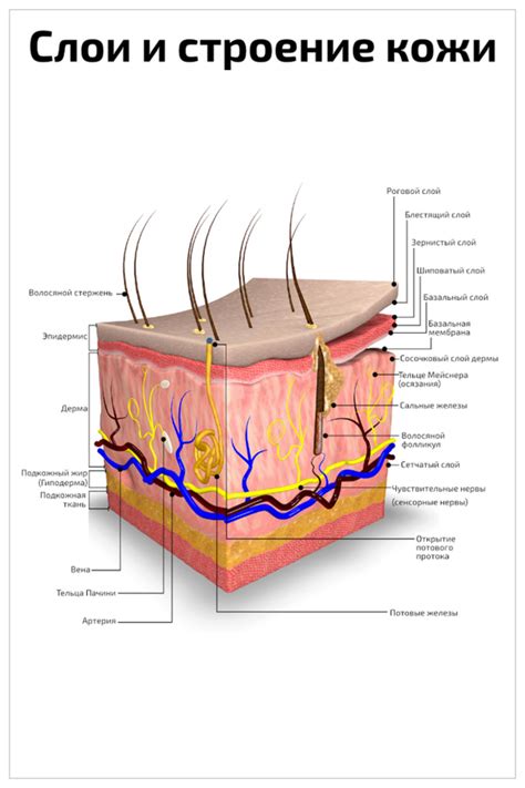 Плакат обучающий А2 ламинир Слои и строение кожи вертикальный медицинский анатомический плакат